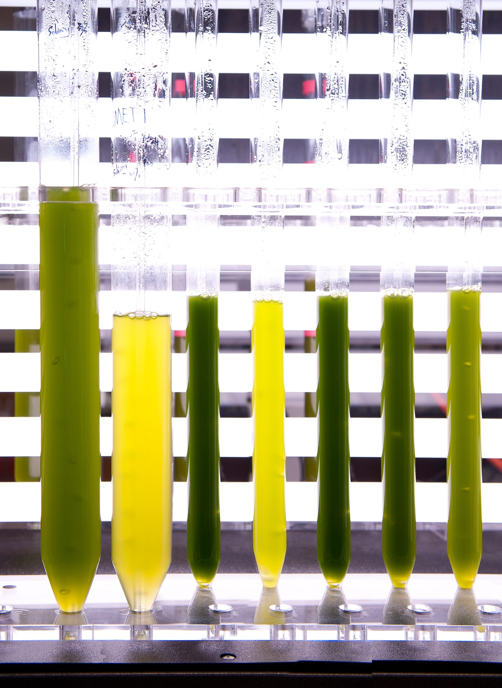 Research | Lab of Algal Biology and Biotechnology (LABB)