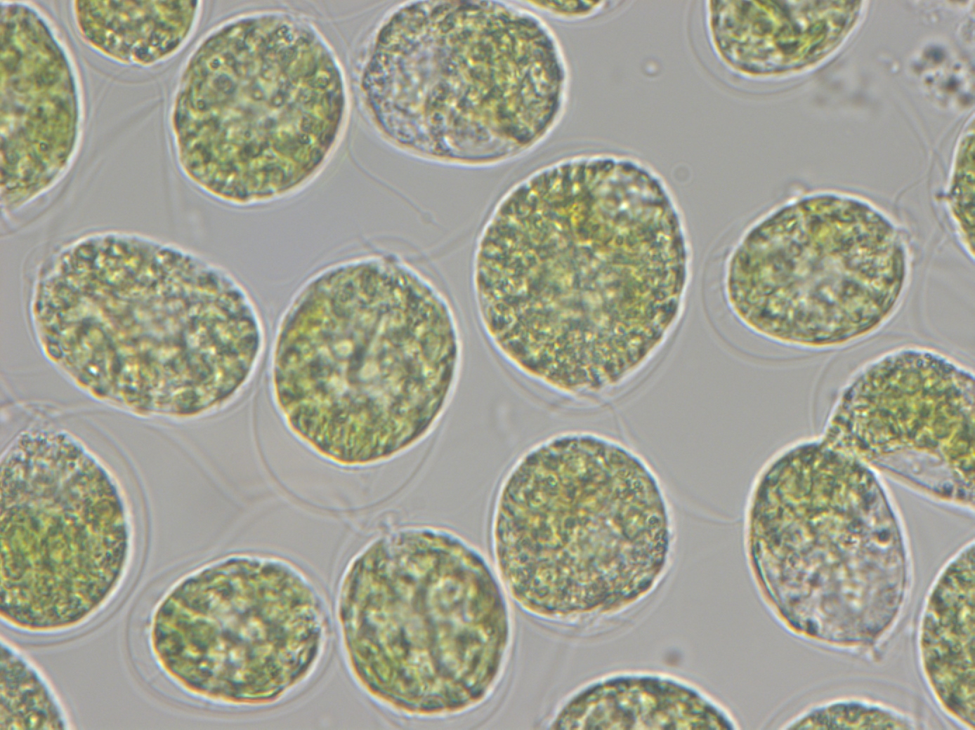 Lab of Algal Biology and Biotechnology (LABB)